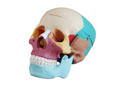 Renkli Kafatası Modeli İnsan Anatomisi bilimseloyuncaklar.com